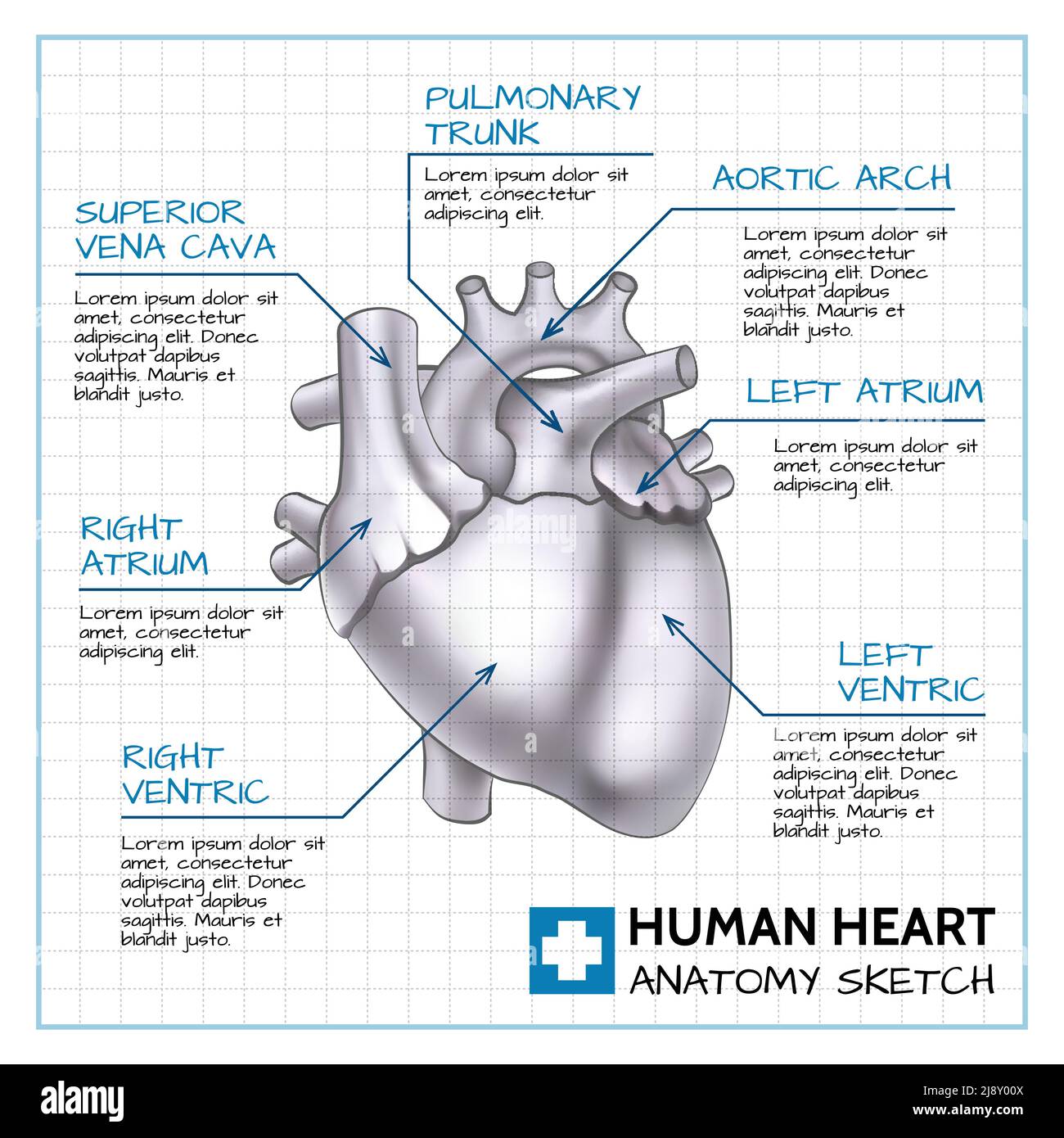 Medical internal organ concept with human heart anatomy on paper sheet ...
