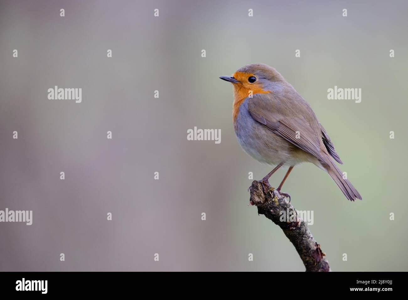 robin [ Erithacus rubecula ] on stick Stock Photo - Alamy