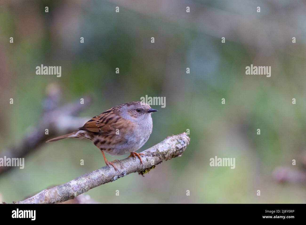 dunnock [ Prunella modularis ] on stick Stock Photo - Alamy