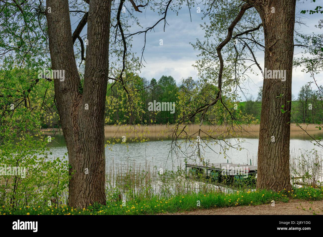 Two trees by the lake, pond. A view of the Ołów Lake in the town of Ryn ...