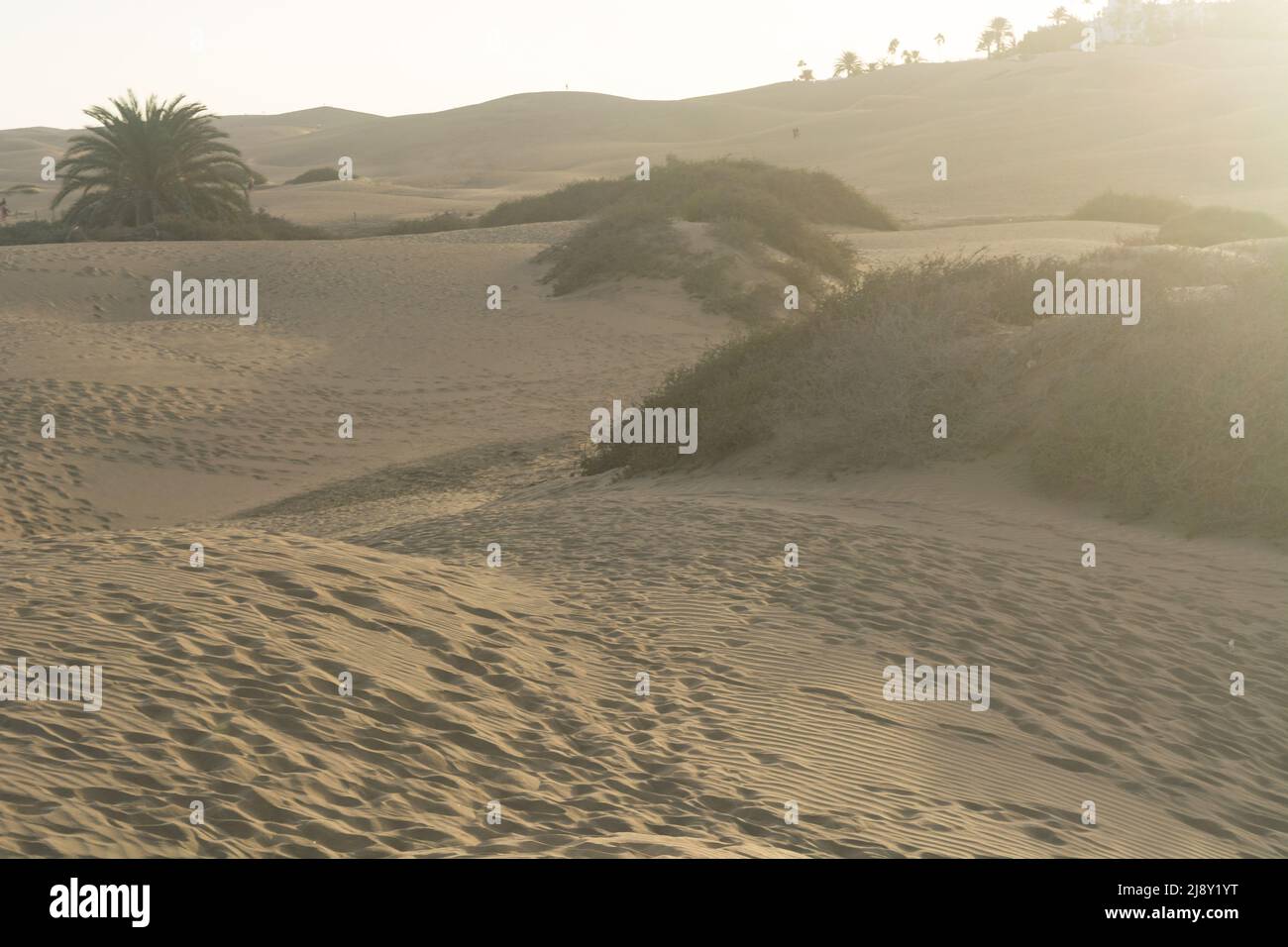 Interlocking patterns in sand - sand dunes, Maspalomas, Cran Canaria ...