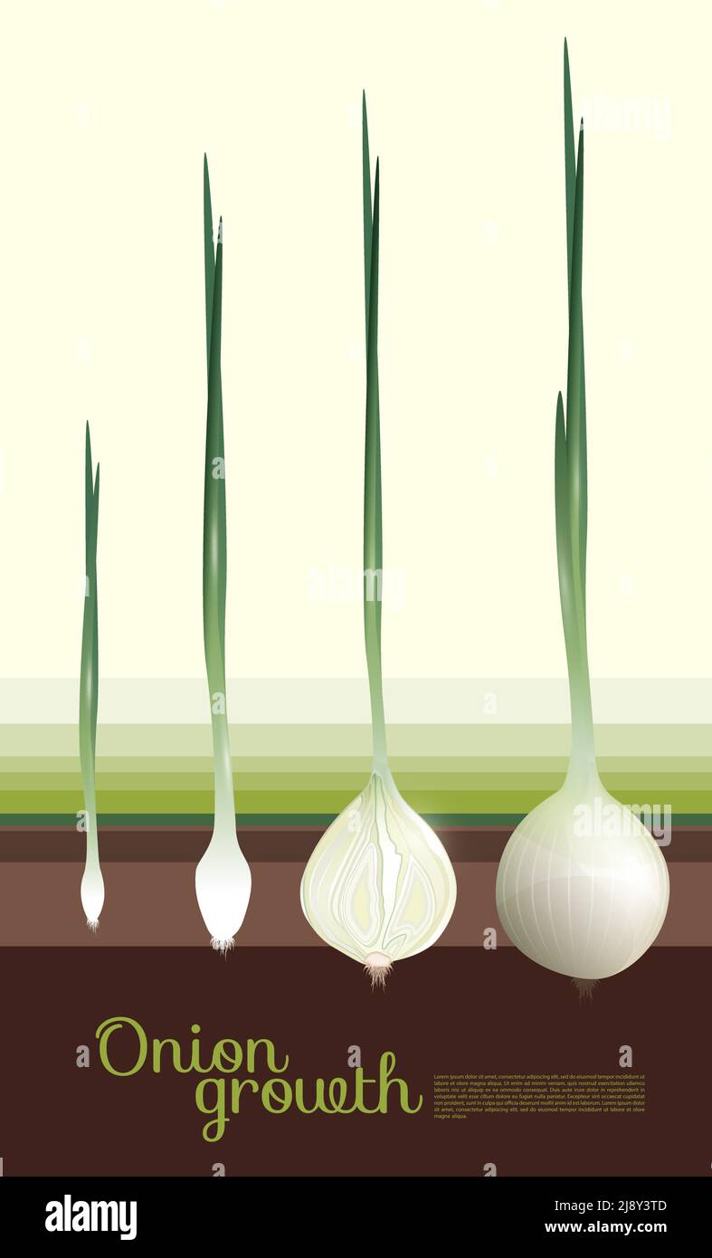 Growing White Onions
