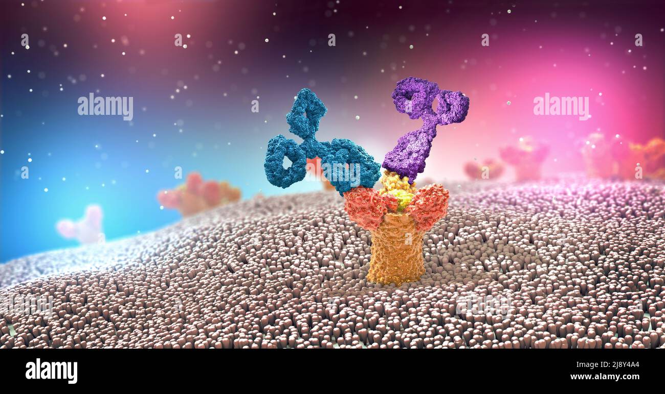 Multicolored antibodies or immunoglobulin protein structures attached ...