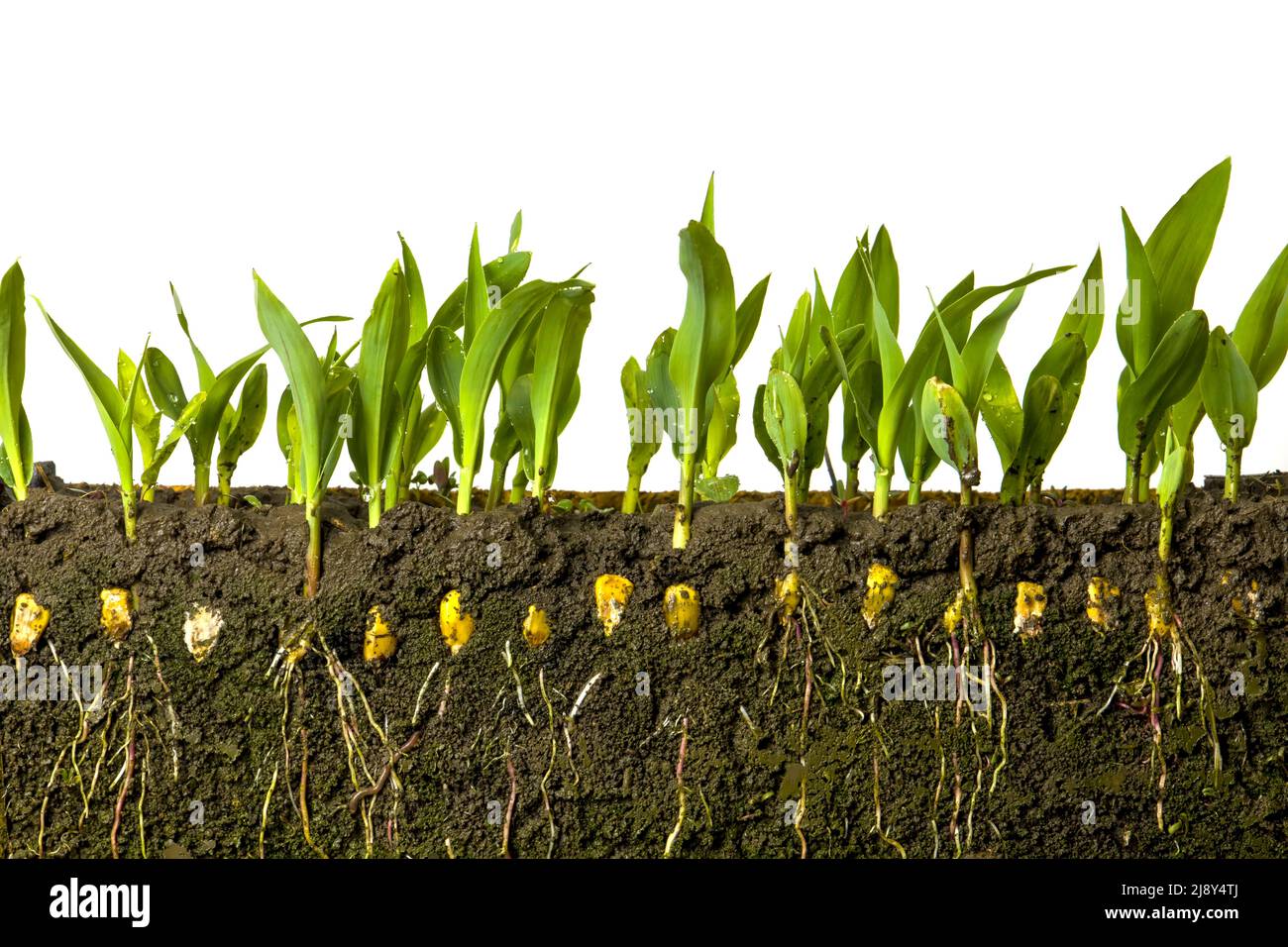 Young shoots of corn with roots isolated on white Stock Photo - Alamy