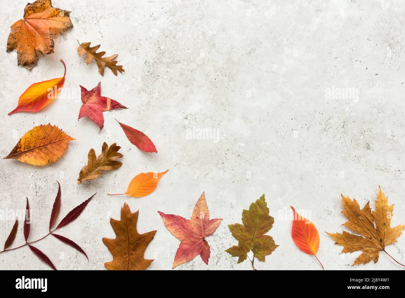 Autumn background, border, frame with a variety of vibrant autumn ...