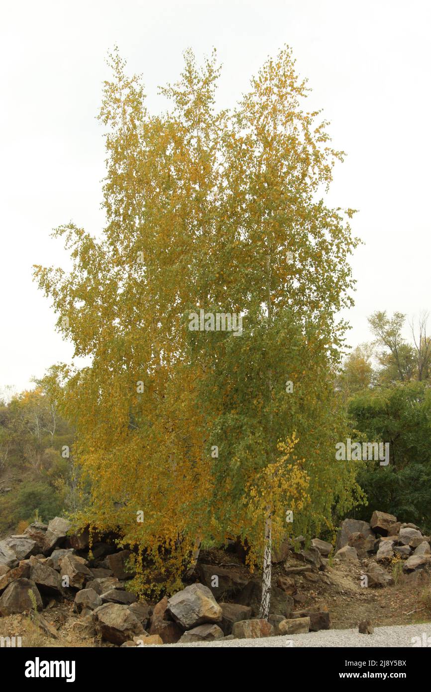 Trunk sandy birch hi-res stock photography and images - Alamy