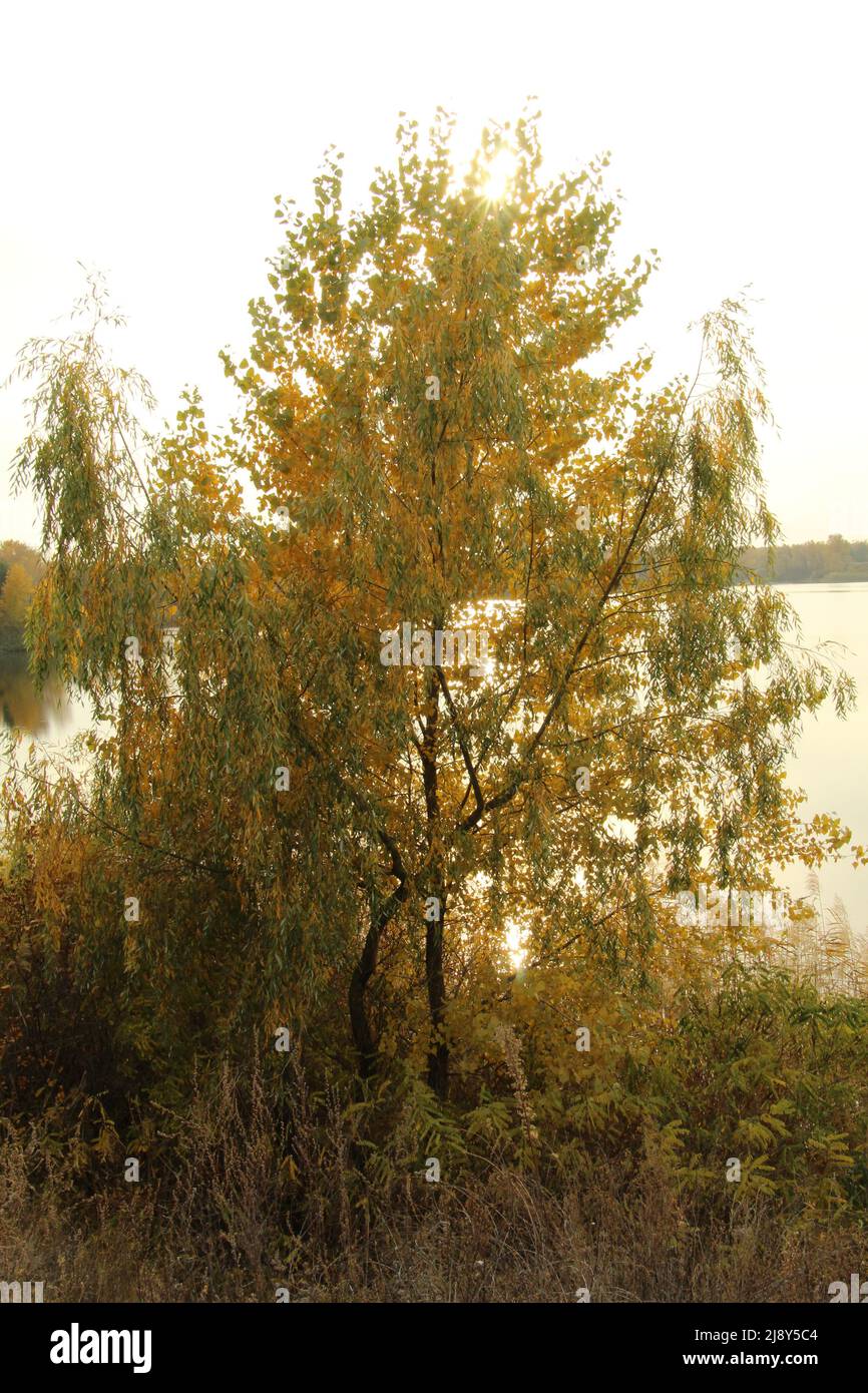 Poplar tree lake hi-res stock photography and images - Alamy
