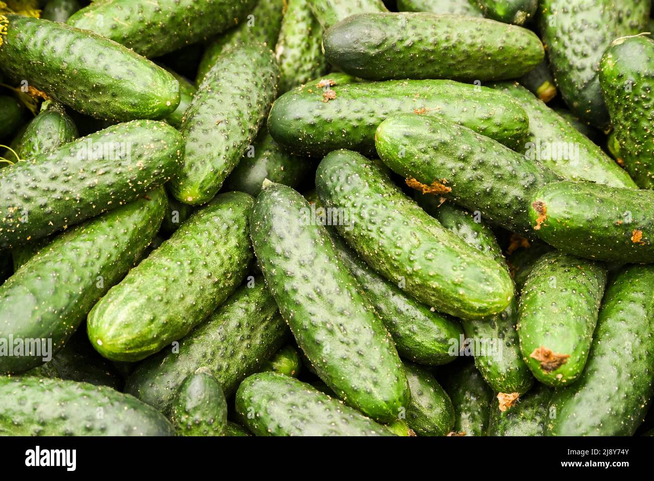 Cucumbers for pickling texture hi-res stock photography and images - Alamy