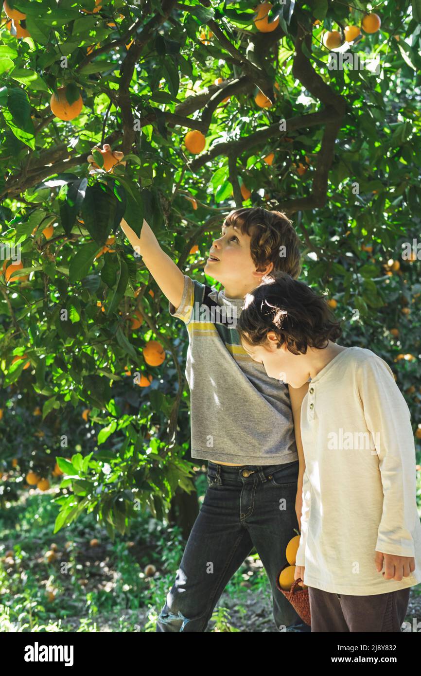 Hand picking tangerine in tree hi-res stock photography and images - Alamy