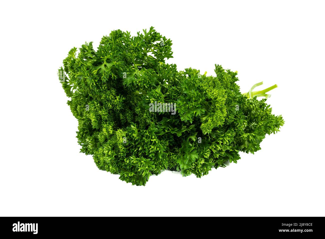 Bunch of curly chervil on a white background. Curly Leaf Parsley Stock ...