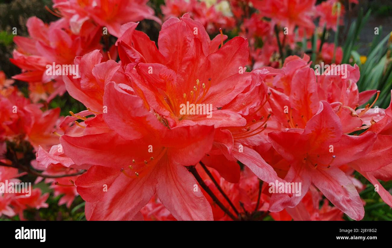 Colours and textures of flowers in botanic gardens Stock Photo - Alamy
