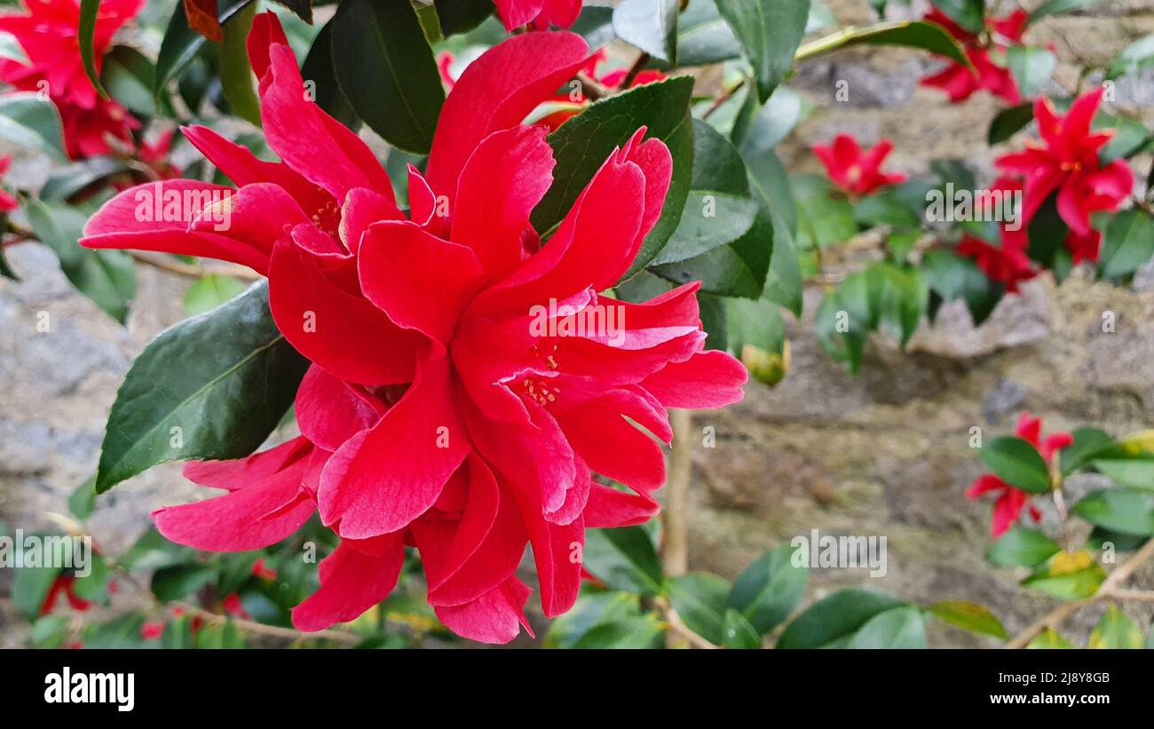 Colours and textures of flowers in botanic gardens Stock Photo - Alamy