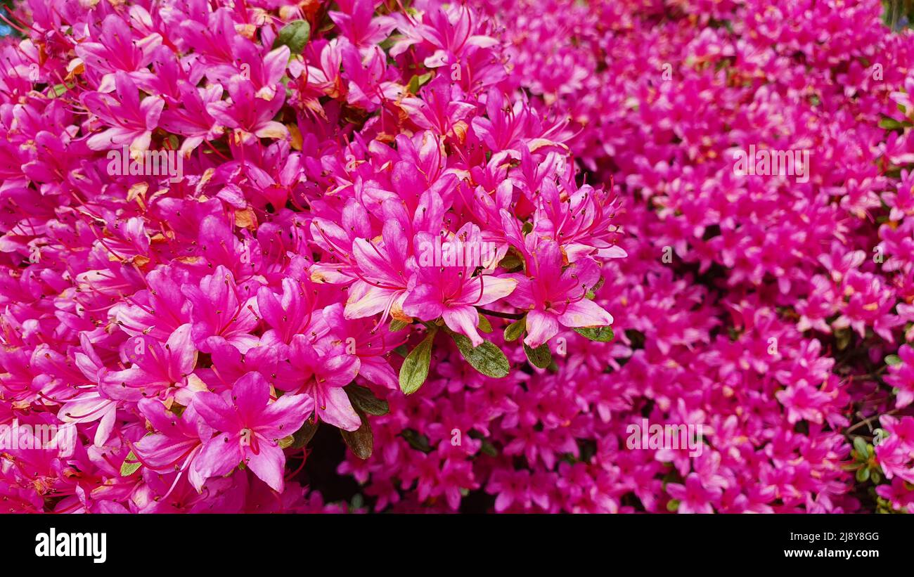 Colours and textures of flowers in botanic gardens Stock Photo - Alamy