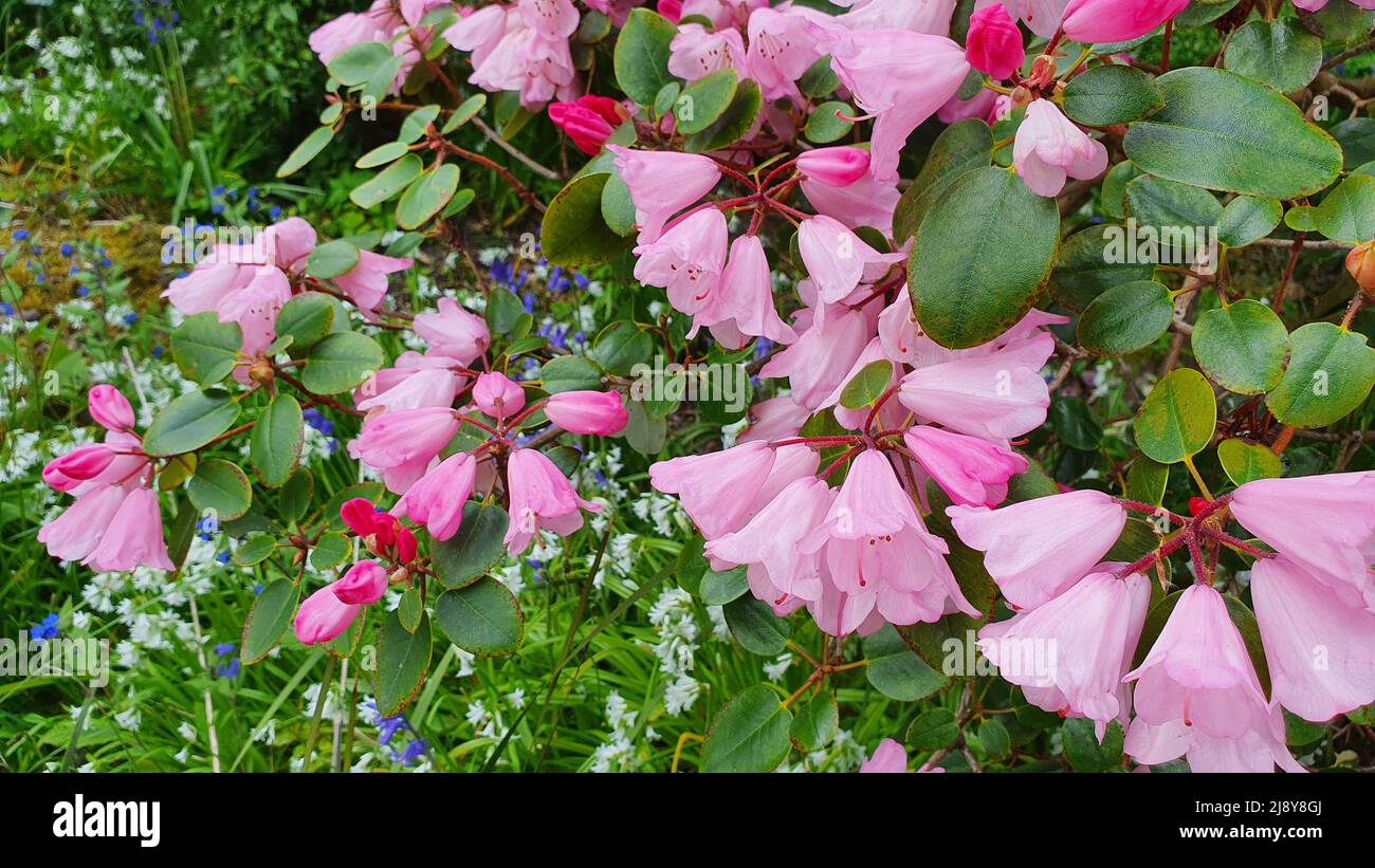 Colours and textures of flowers in botanic gardens Stock Photo - Alamy