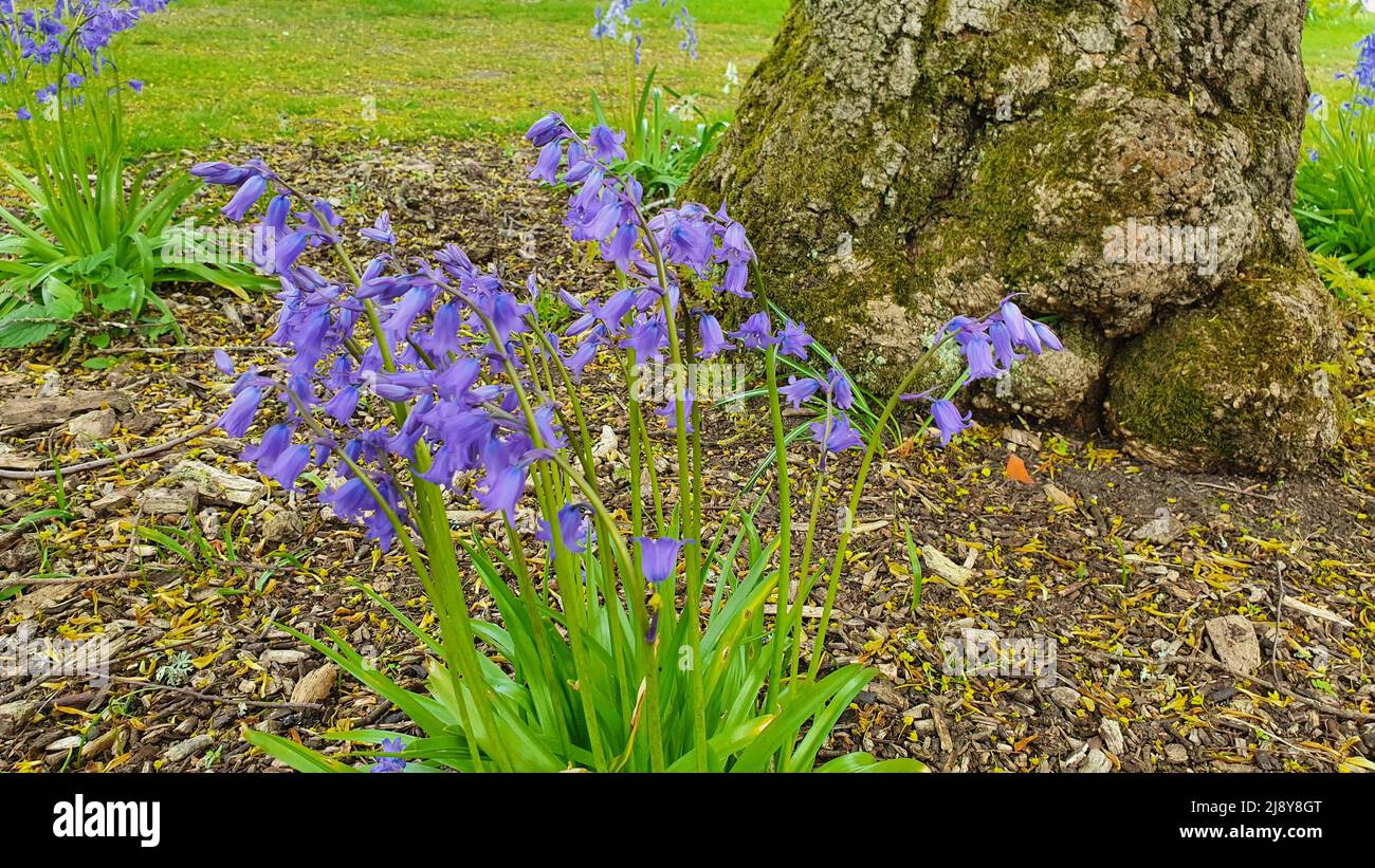 Colours and textures of flowers in botanic gardens Stock Photo - Alamy