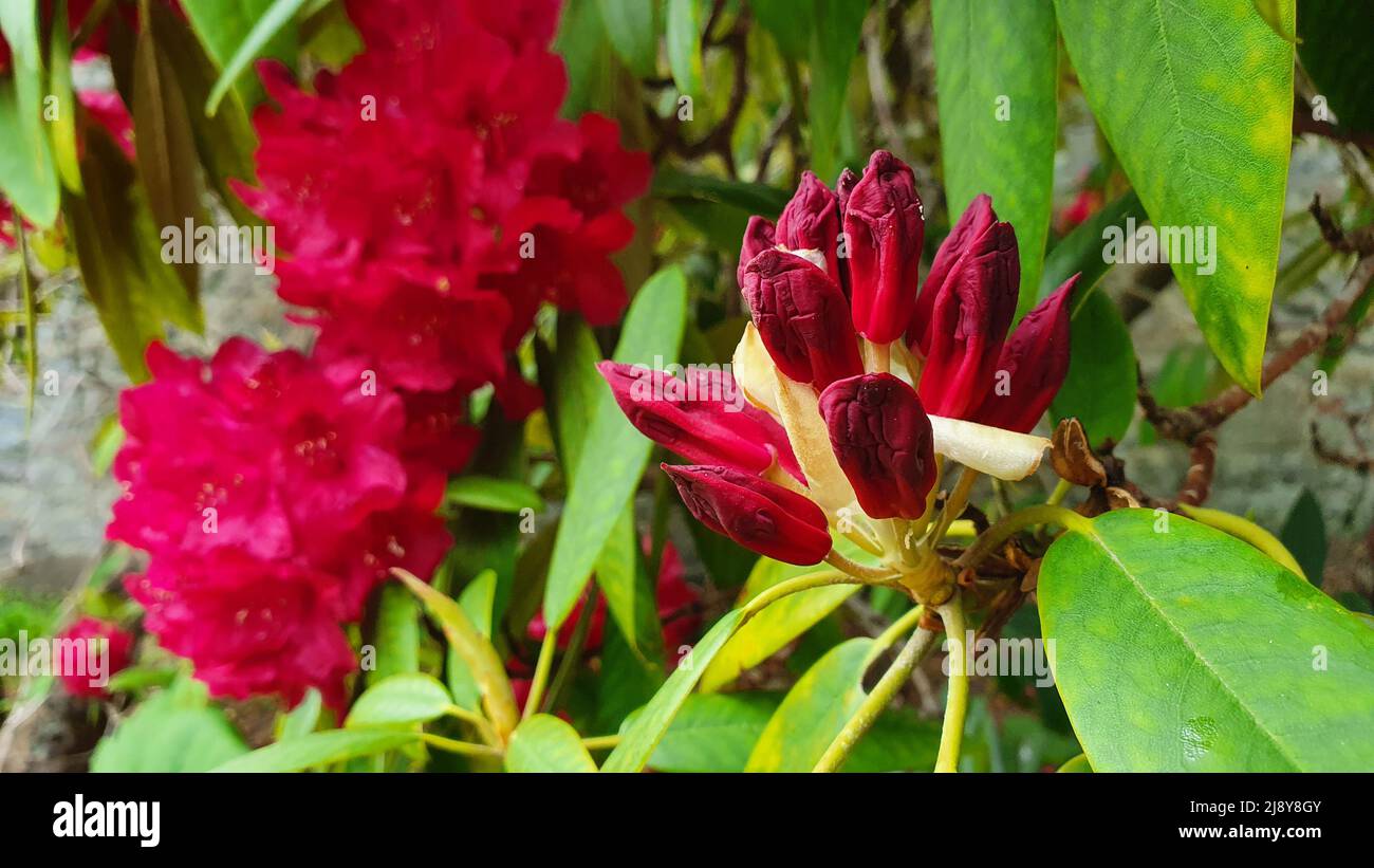 Colours and textures of flowers in botanic gardens Stock Photo - Alamy