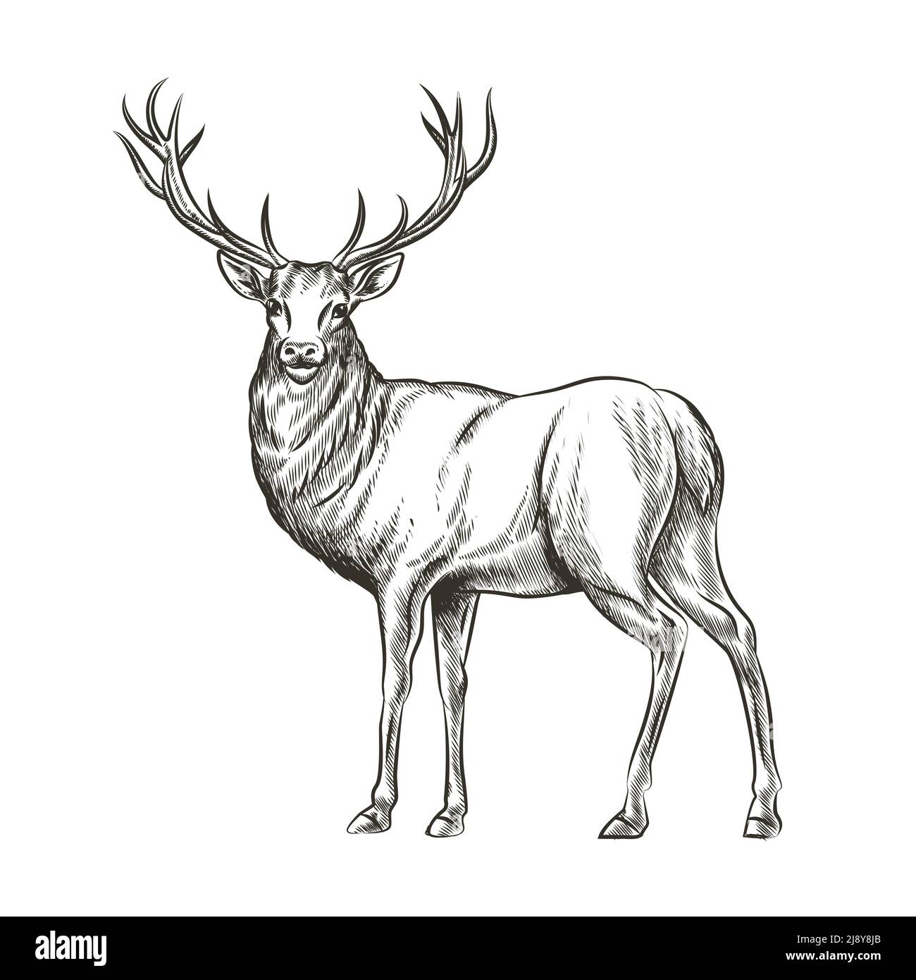 Hand drawn deer. Animal wild, horn and nature wildlife, mammal reindeer ...