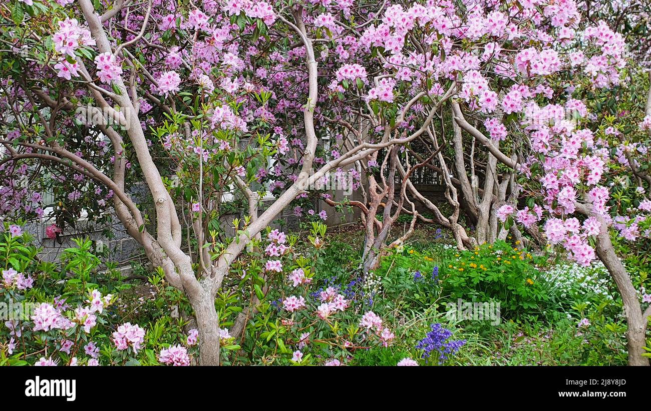 Colours and textures of flowers in botanic gardens Stock Photo - Alamy