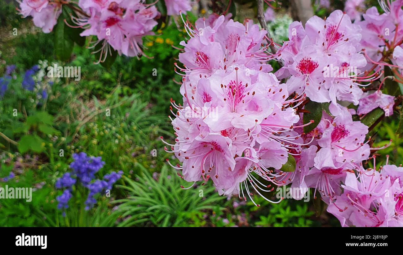 Colours and textures of flowers in botanic gardens Stock Photo - Alamy