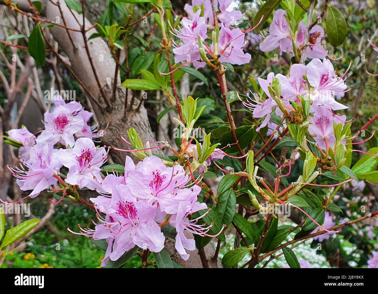 Colours and textures of flowers in botanic gardens Stock Photo - Alamy