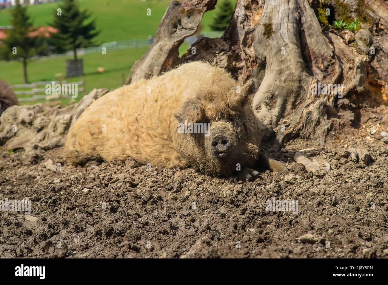 Wild boars in the mud at the farm. Selective focus Stock Photo - Alamy