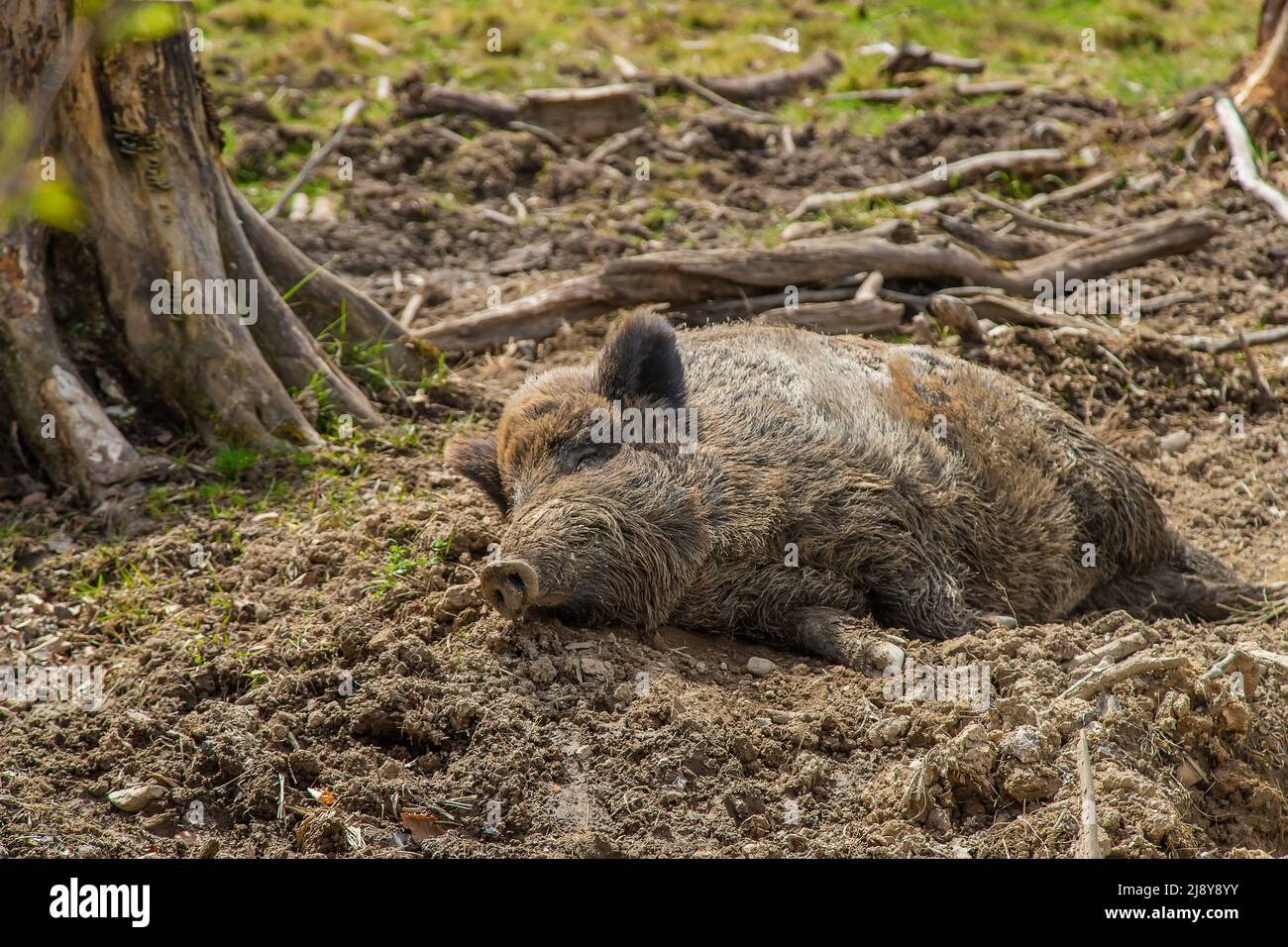 Wild boars in the mud at the farm. Selective focus Stock Photo - Alamy