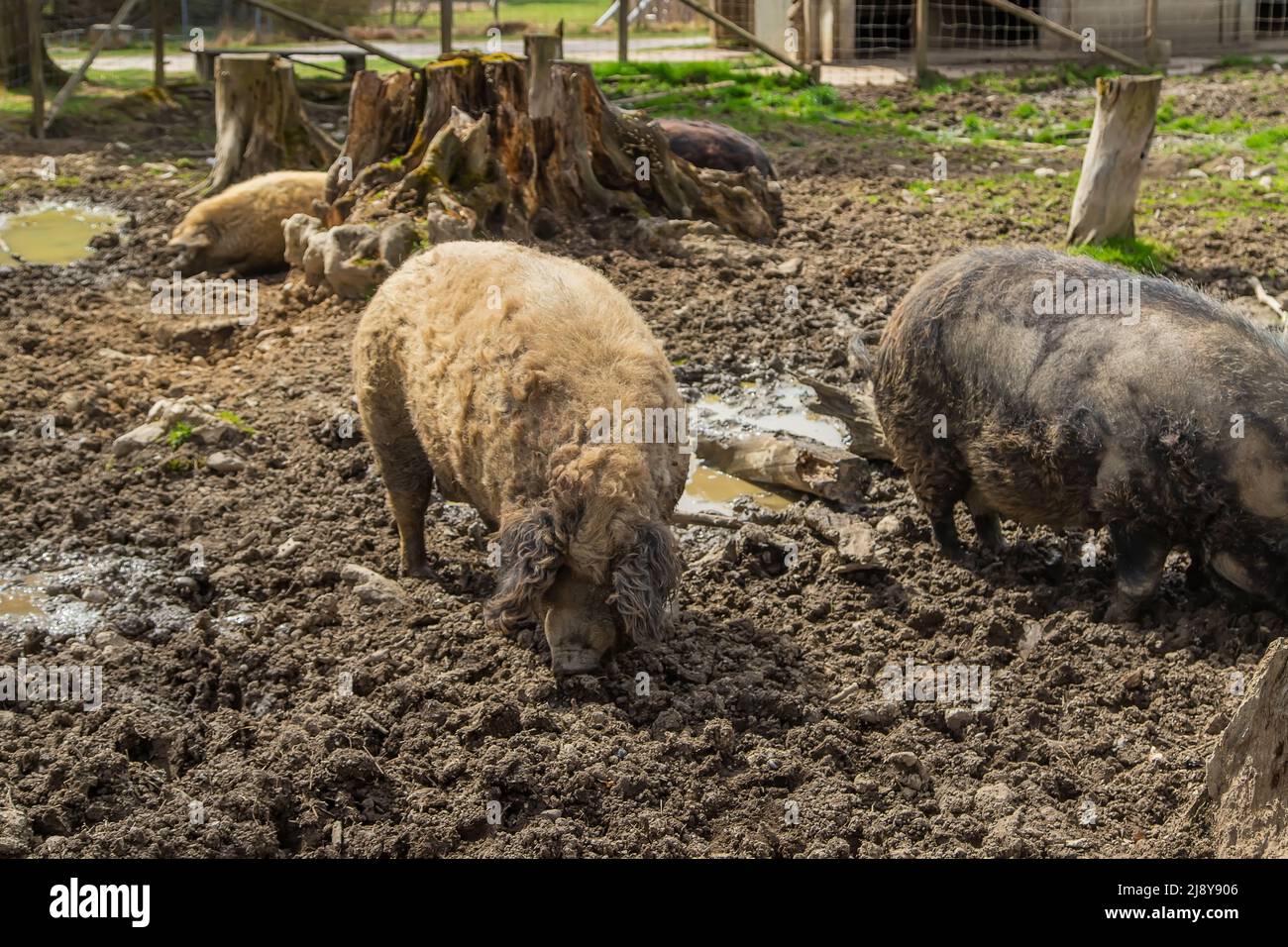 Wild boars in the mud at the farm. Selective focus Stock Photo - Alamy