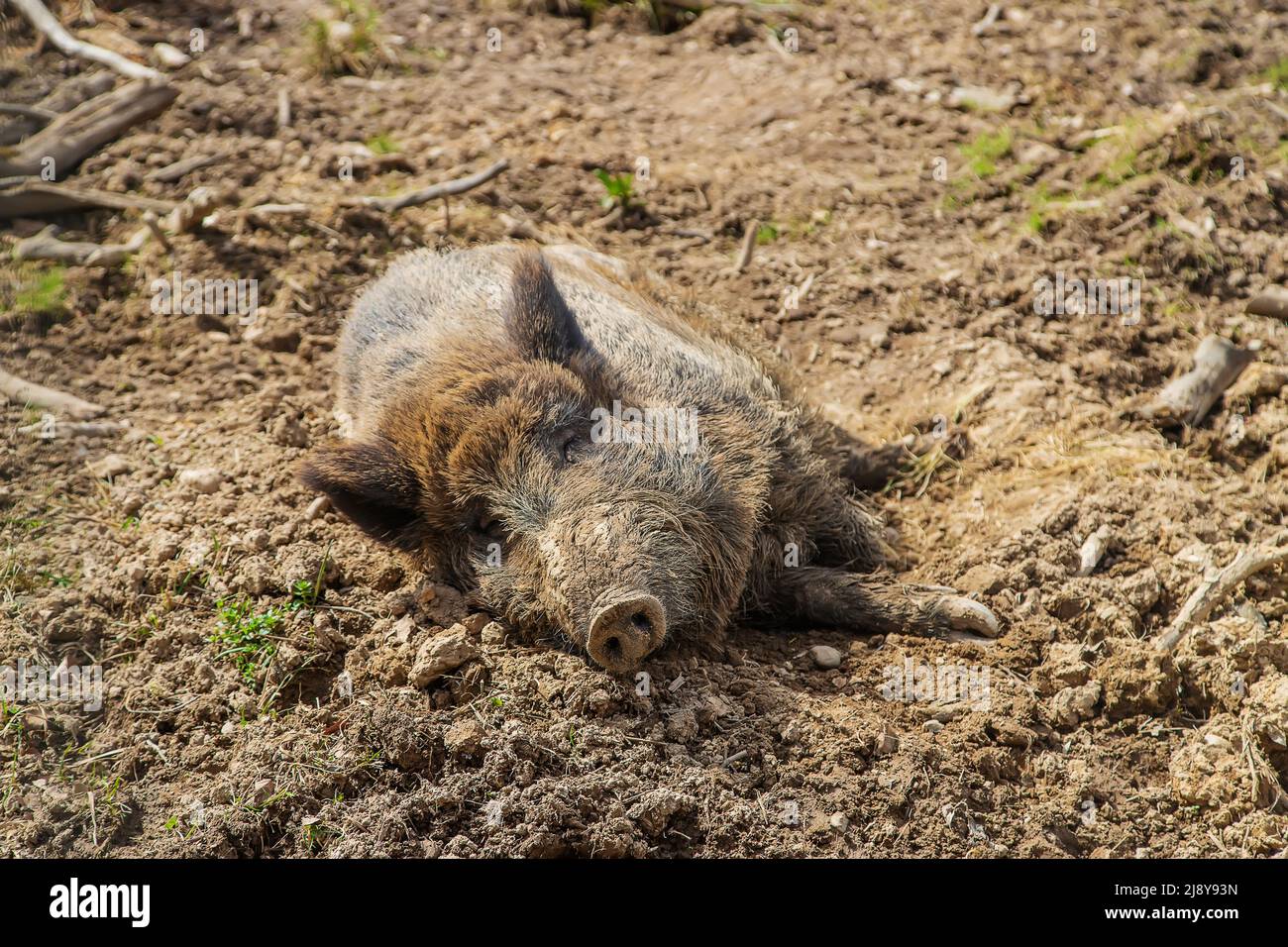 Wild boars in the mud at the farm. Selective focus Stock Photo - Alamy