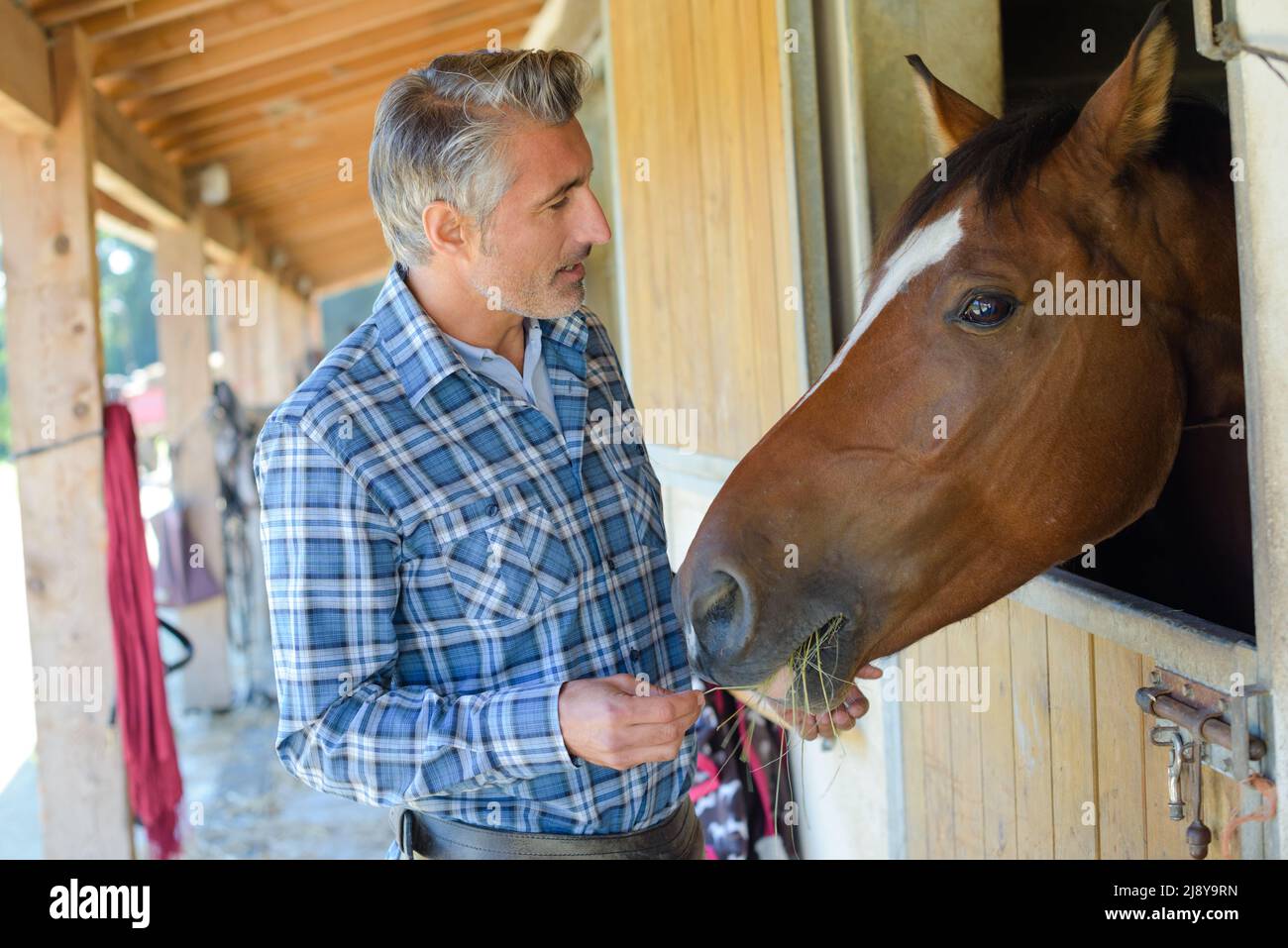 Horse mouth eating hay hi-res stock photography and images - Alamy