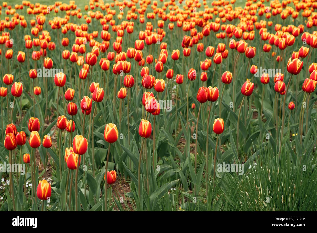 Tulip flowers meadow, selective focus. Spring nature background for web ...