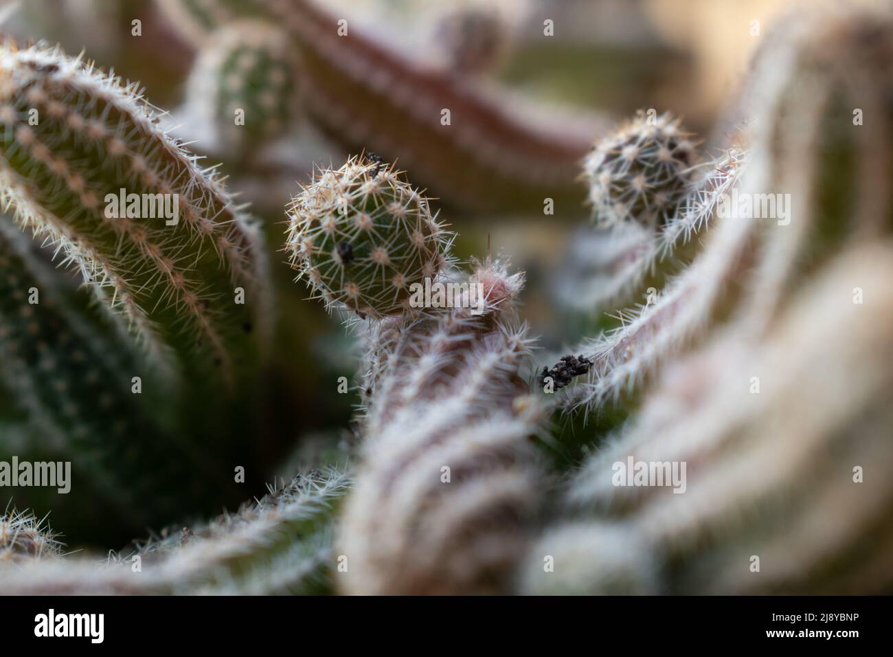 Round shape cactus with sharp spikes close up, tropical plant Stock ...