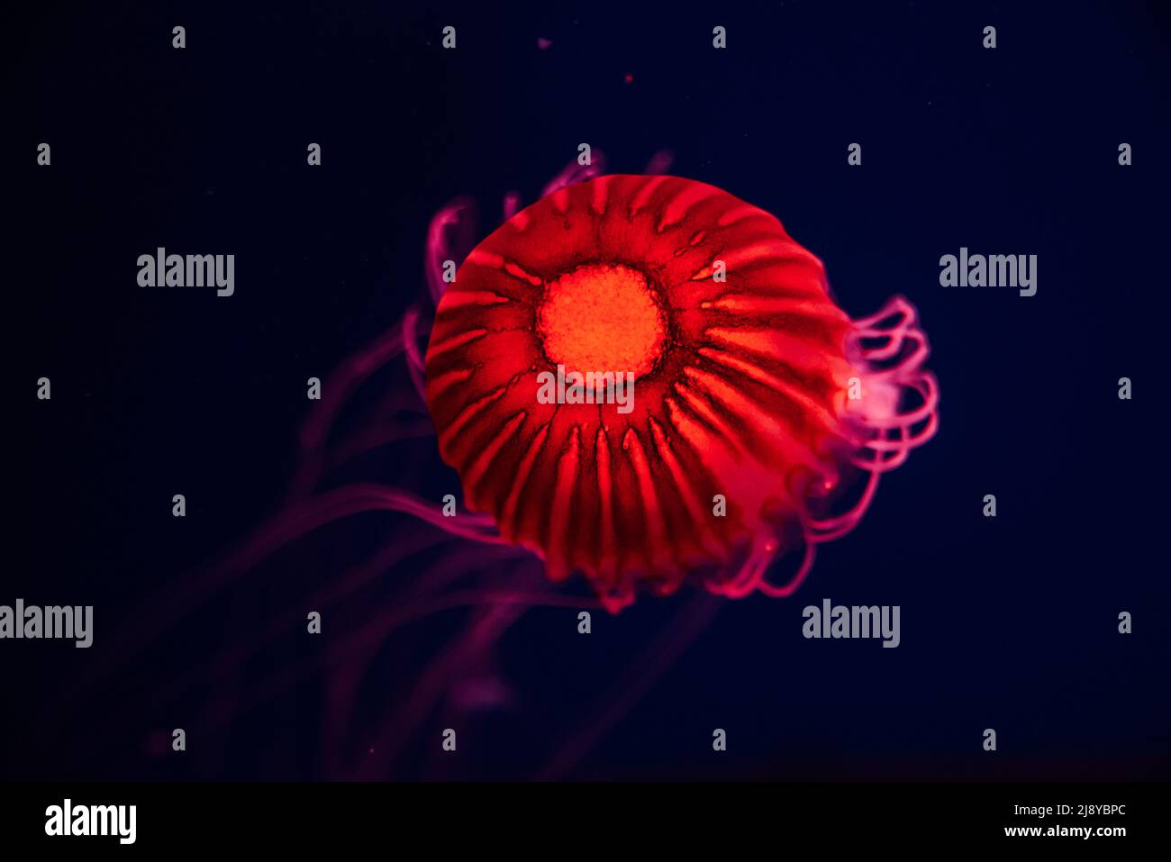Glowing neon red Jellyfish underwater ocean. Japanese sea nettle ...