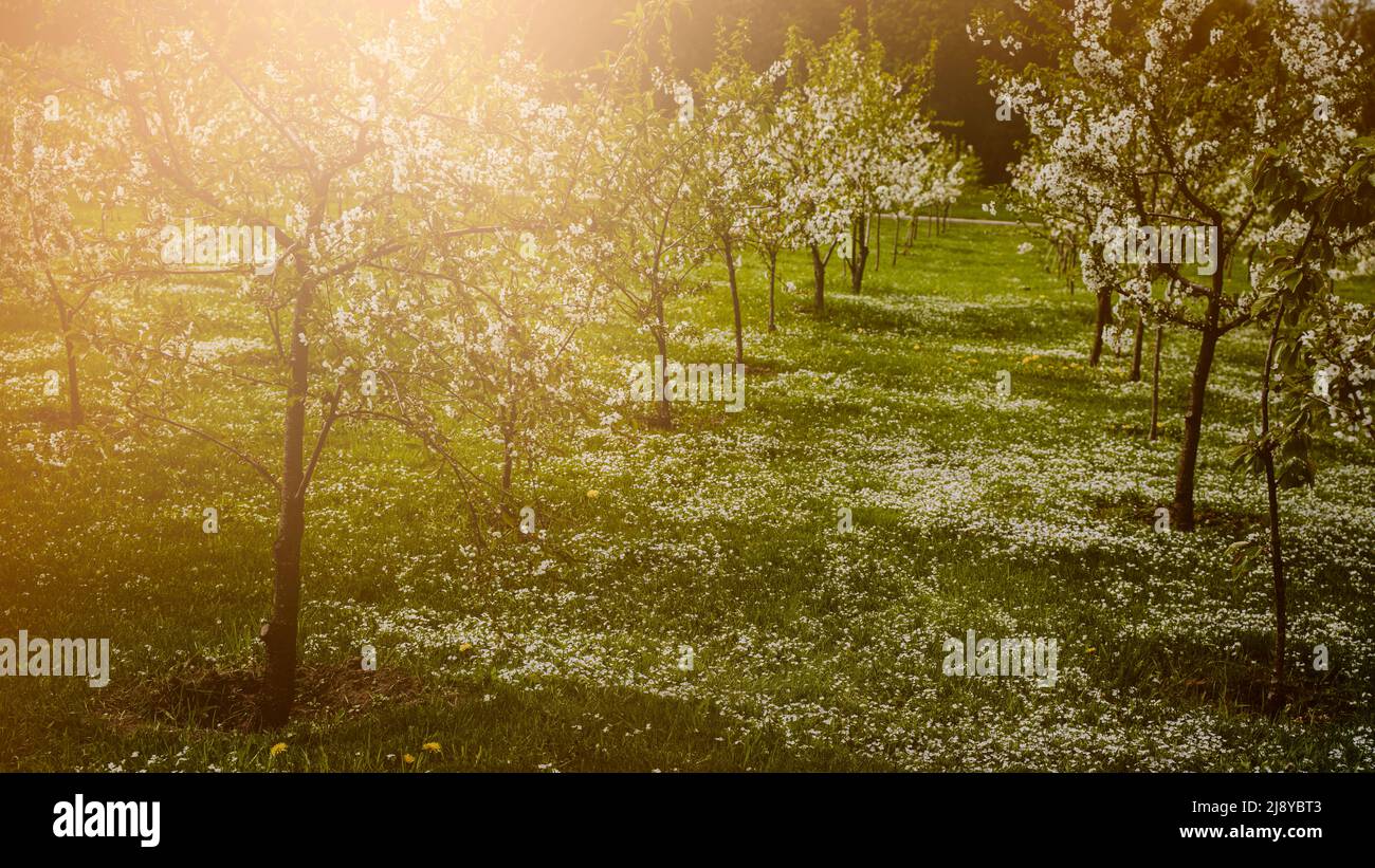 Apple garden photo hi-res stock photography and images - Alamy