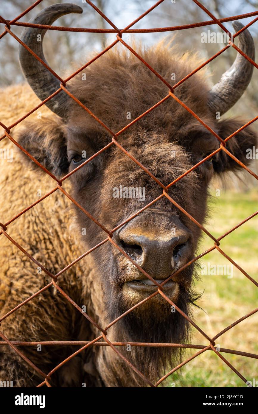 Bison face under fencing paddock. Altai Breeding bison place. The ...