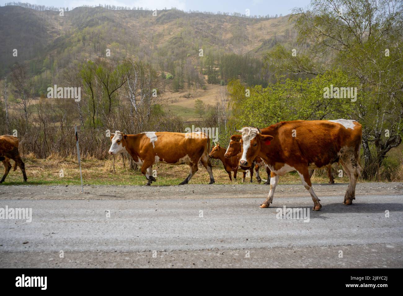 A herd of cows is walking along the road in front of the car in Altai ...