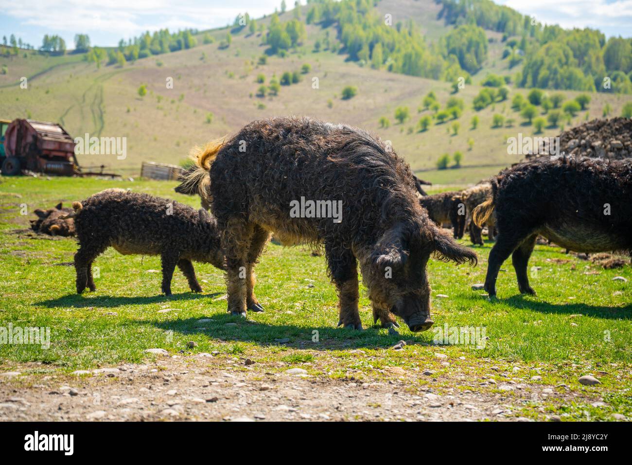 A black pigs in the vicinity of the village in the Altai Territory ...