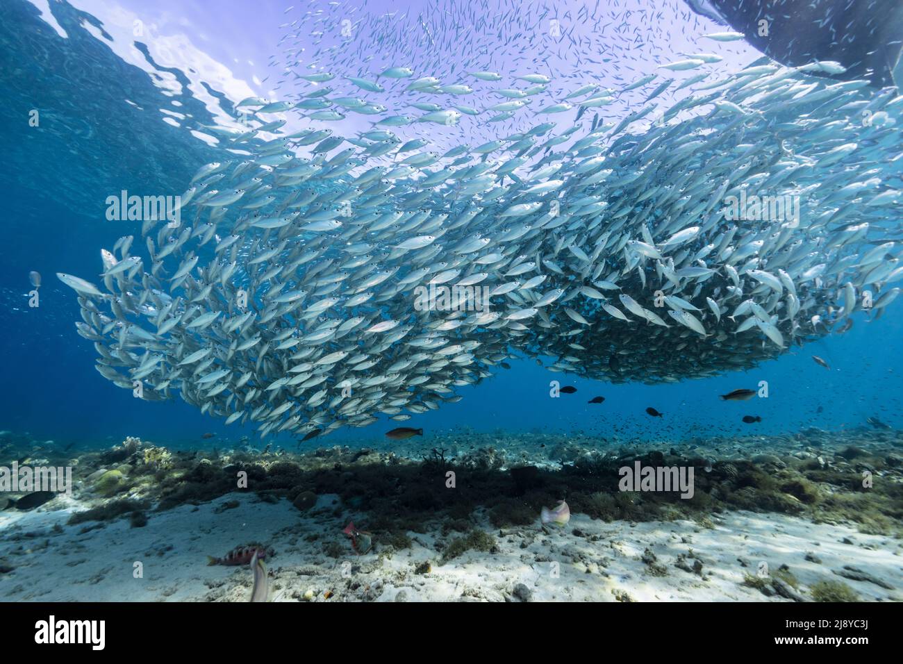 Seascape with Bait Ball, School of Fish, Mackerel fish in the coral ...
