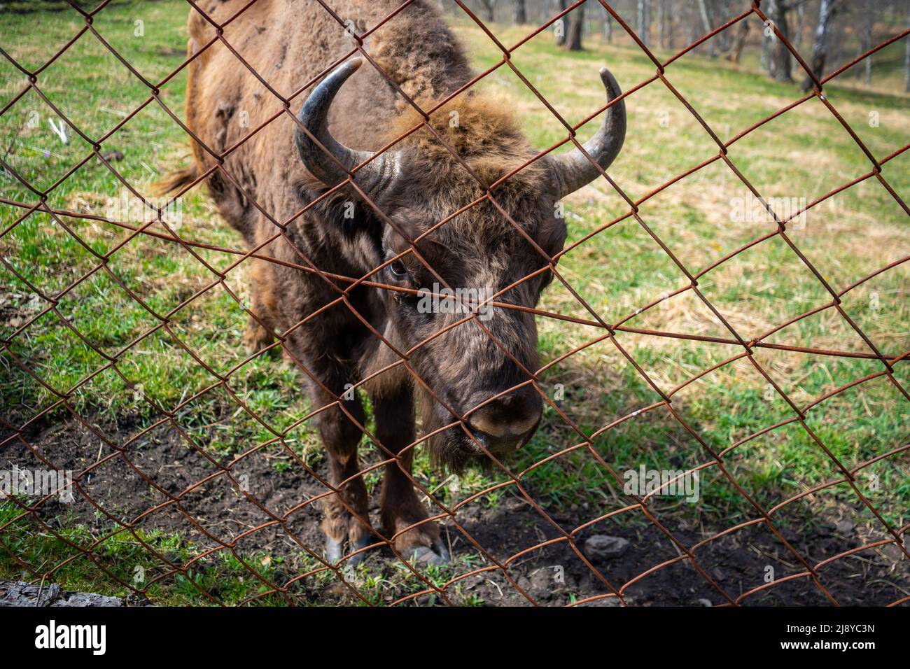 Bison face under fencing paddock. Altai Breeding bison place. The ...