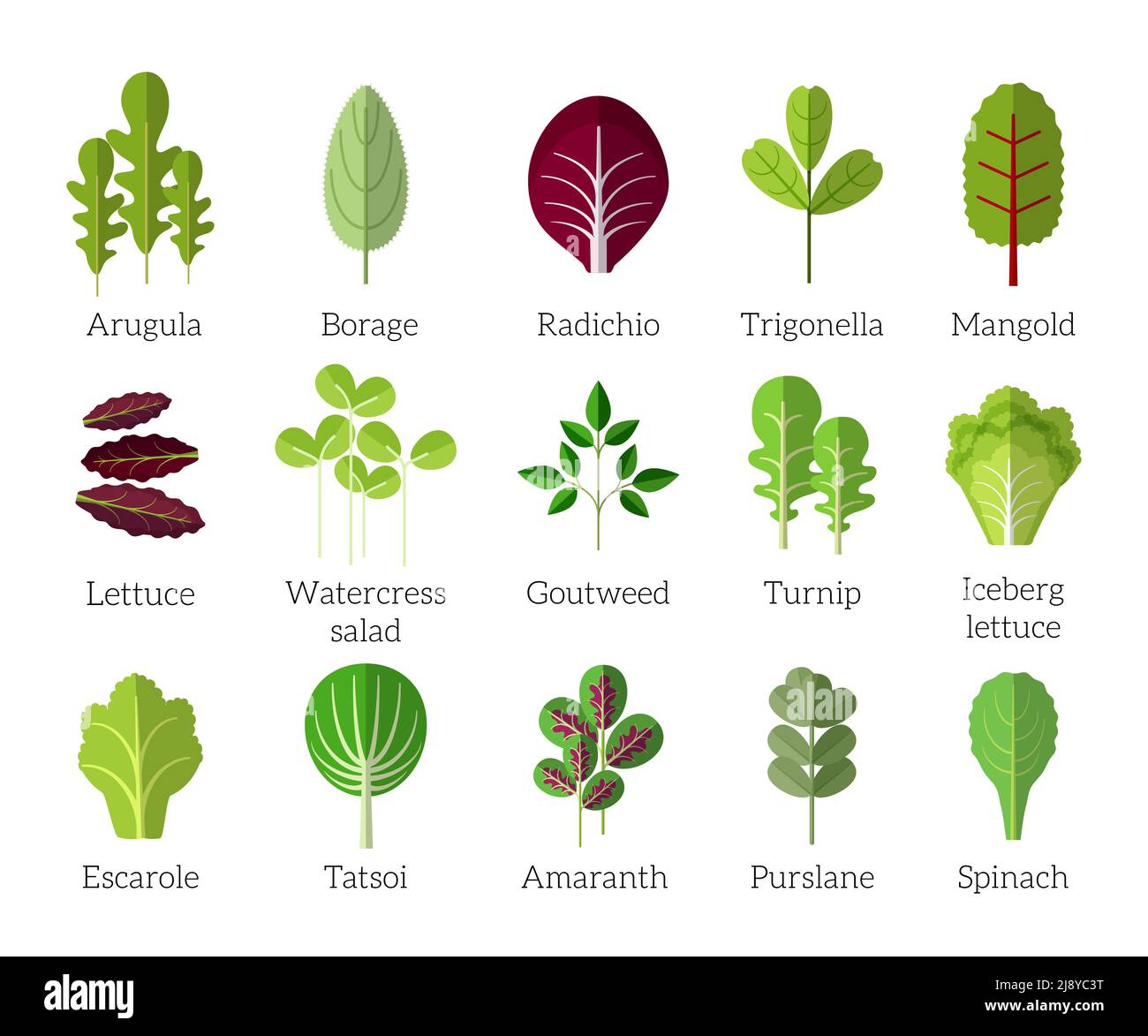 Salad ingredients. Leafy vegetables vector flat icons set. Organic and ...