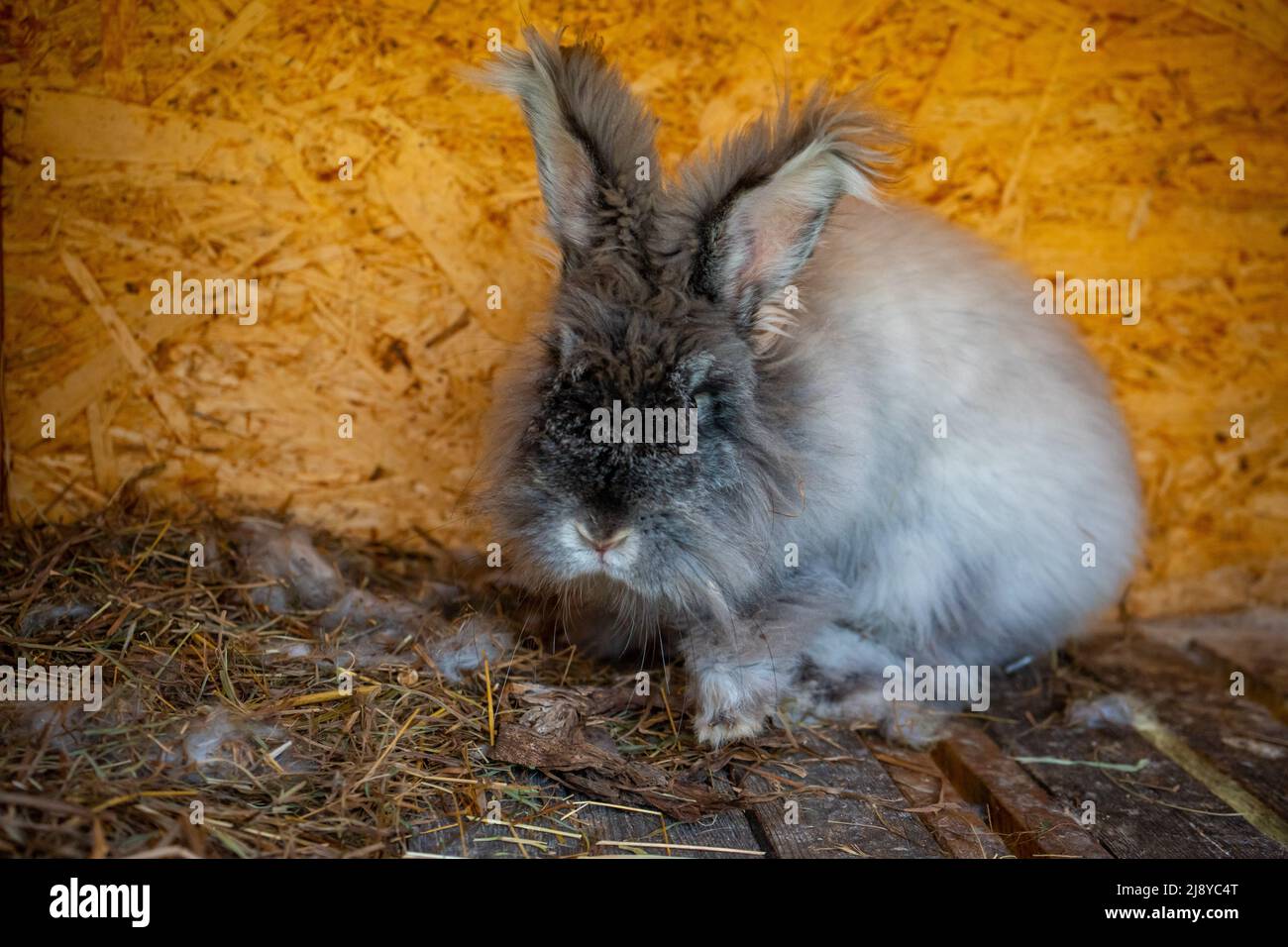 Close up view of gray rabbit in the paddock of farm in Altai, Russia ...