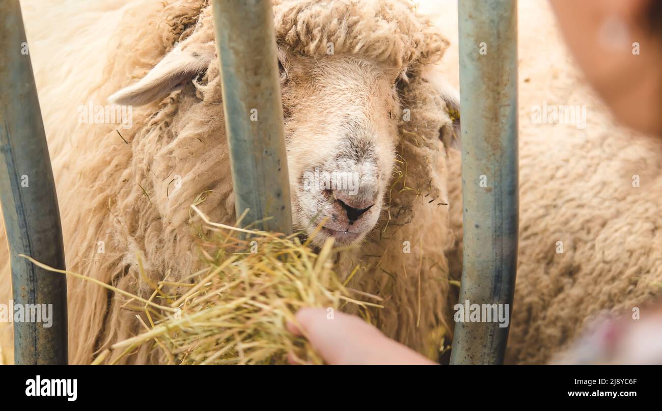 Girl feeds sheep hi-res stock photography and images - Alamy