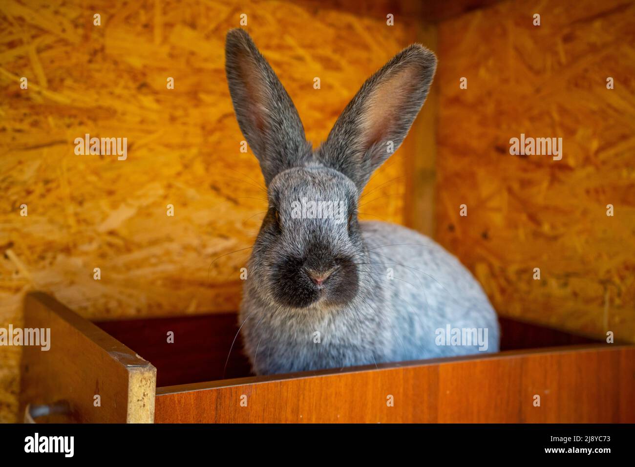 Close up view of gray rabbit in the paddock of farm in Altai, Russia ...