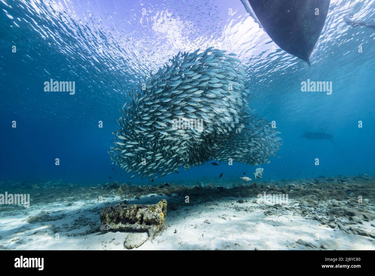 Seascape with Bait Ball, School of Fish, Mackerel fish in the coral ...