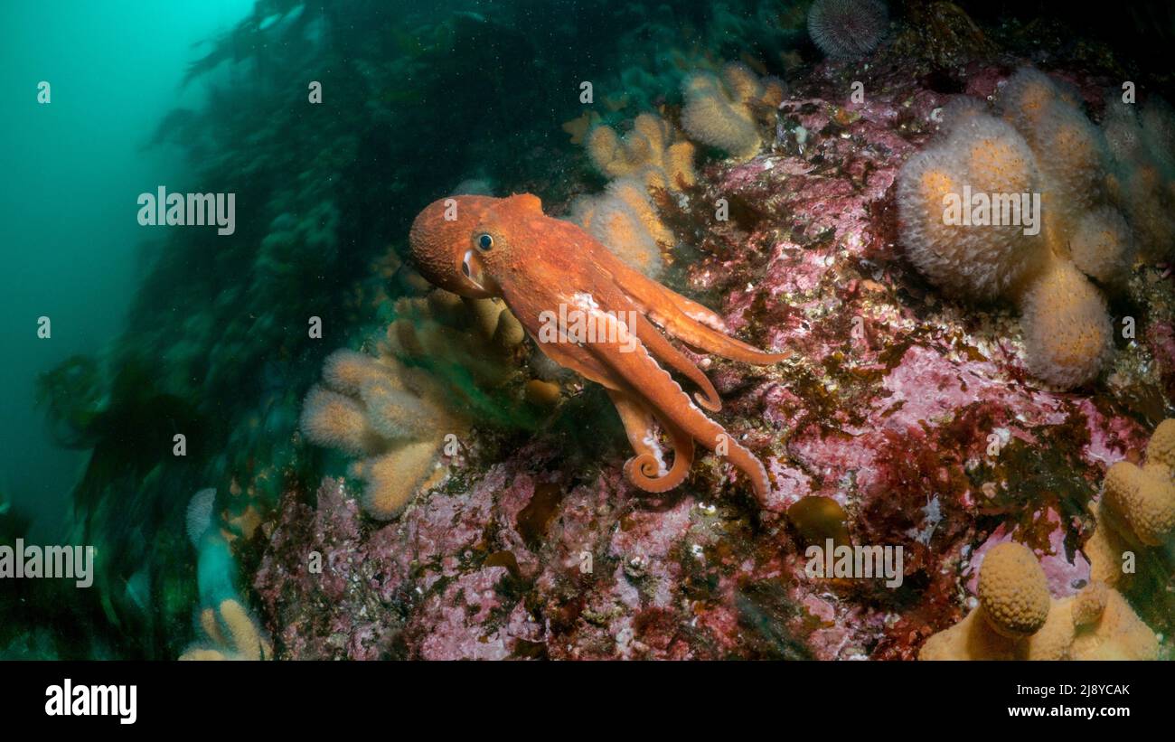 Octopus underwater britain hi-res stock photography and images - Alamy