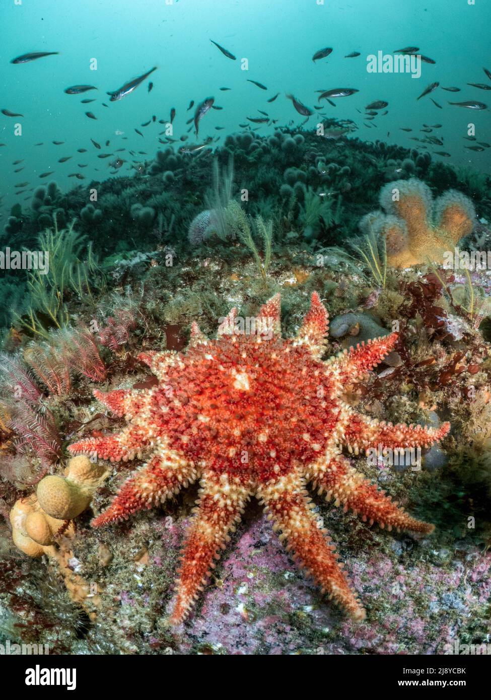 Seaweed underwater uk hi-res stock photography and images - Alamy