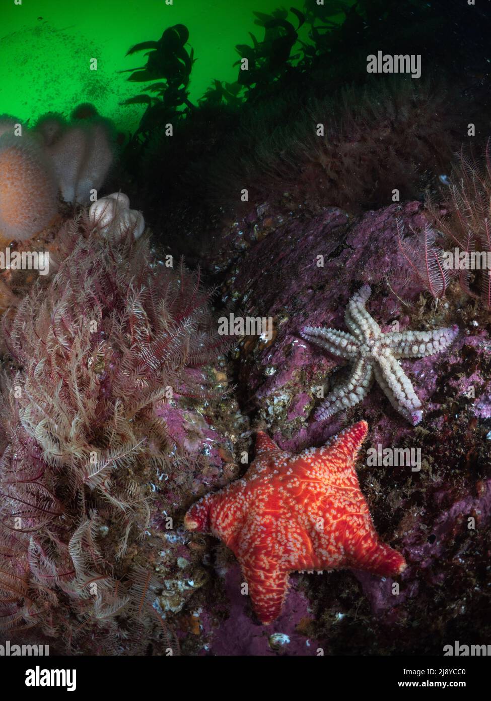 Marthasterias glastialis hi-res stock photography and images - Alamy