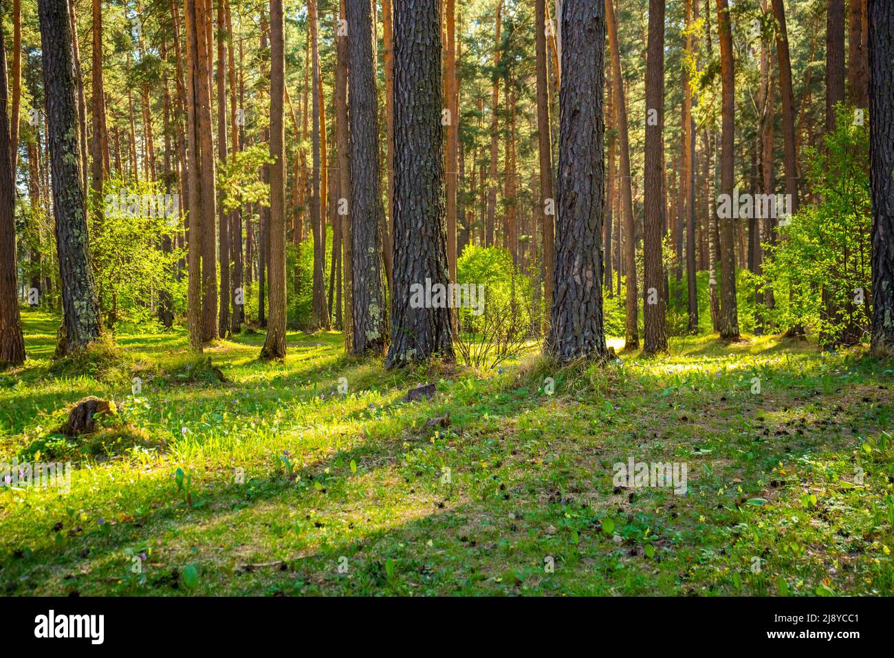 Russian taiga hi-res stock photography and images - Alamy