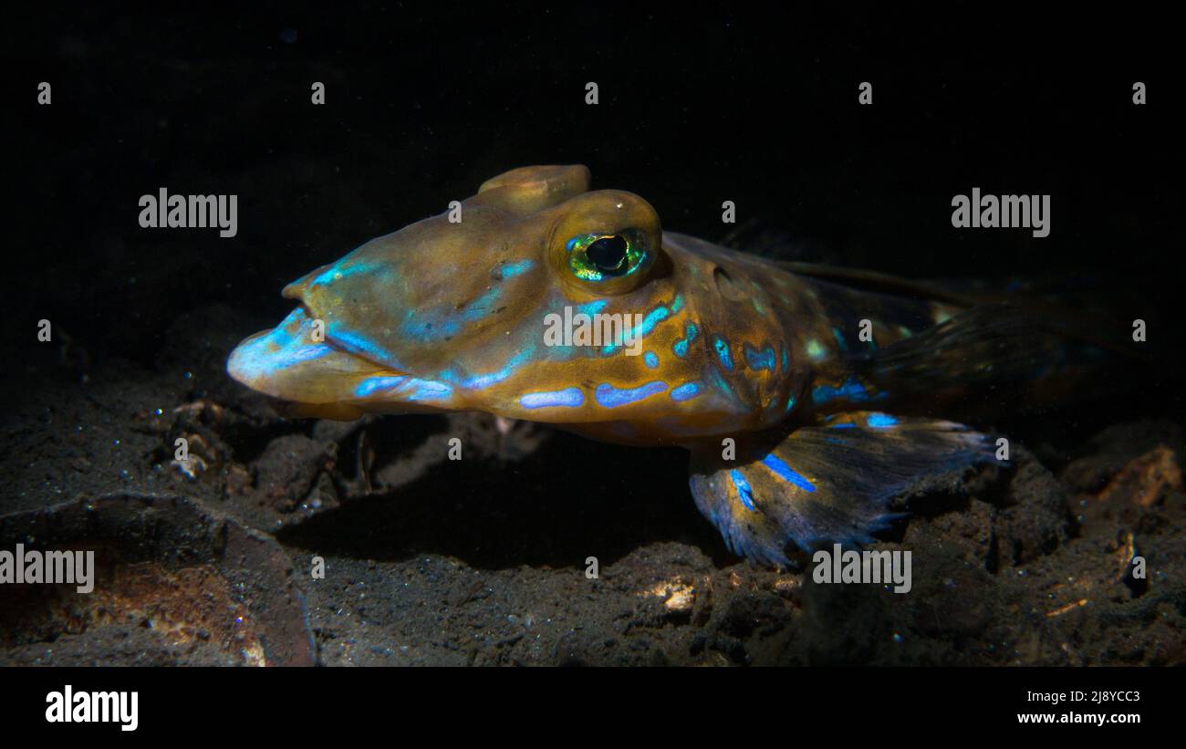 A common dragonet (Callionymus lyra) on the silty seabed of Loch Long ...