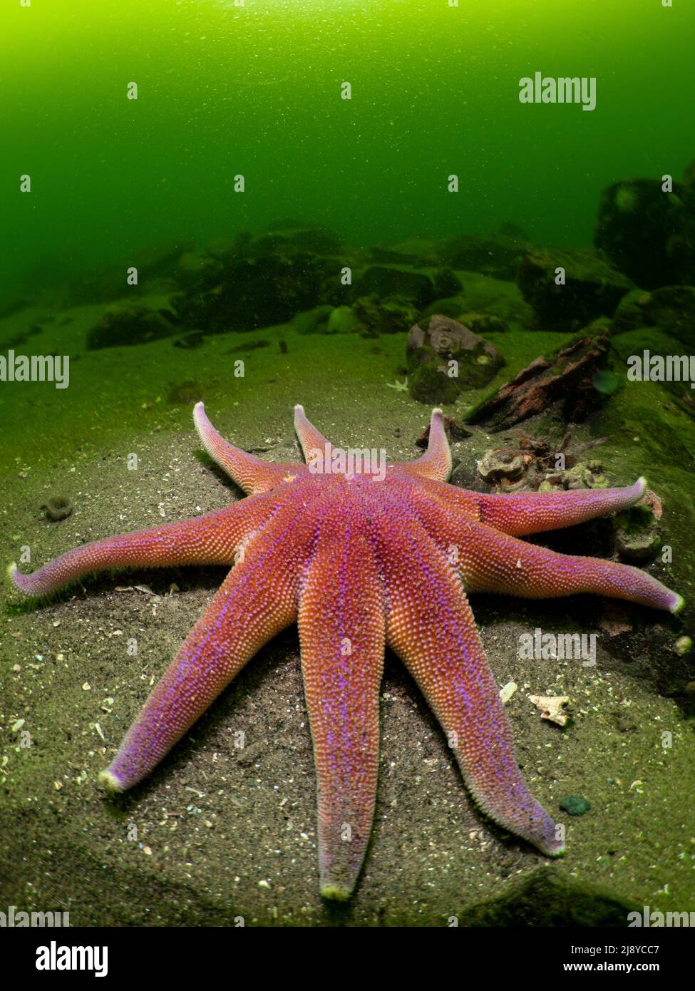 A purple sunstar Solaster Endeca on the sand of the Loch Leven seabed ...