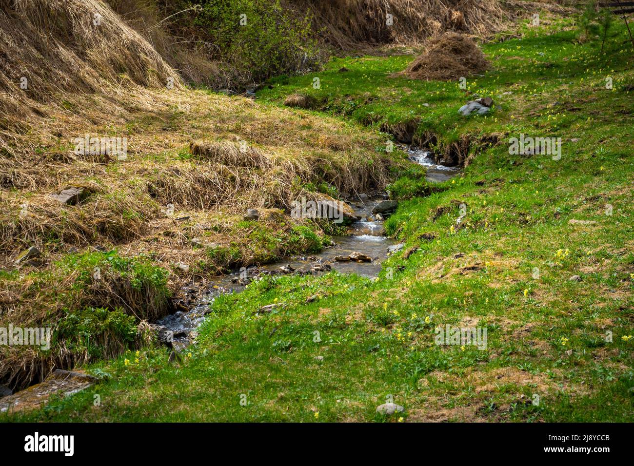 Nature background with small mountain stream. Altai greenery and spring ...